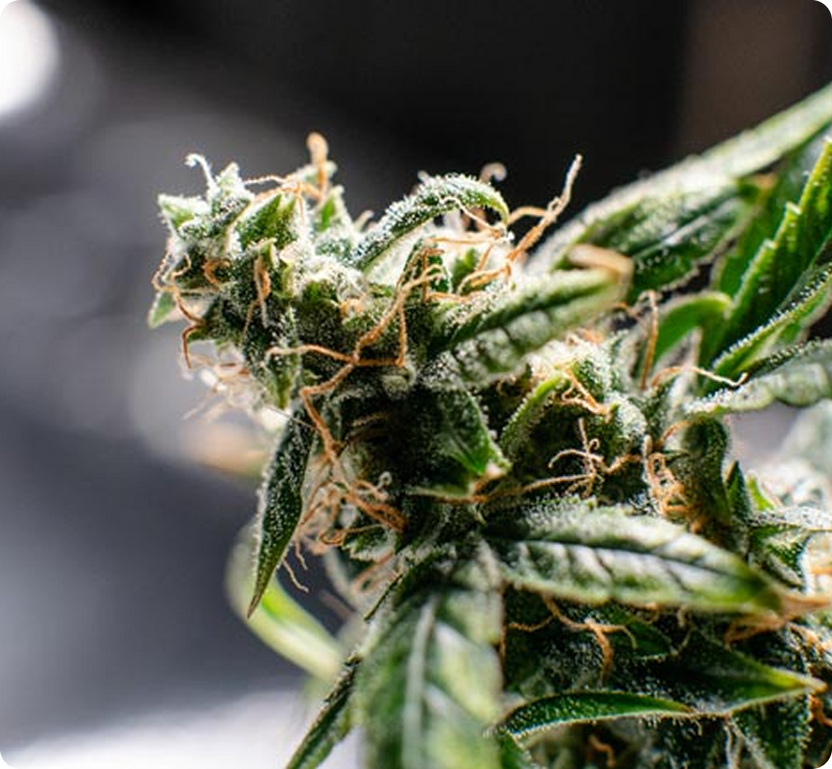 FADED DELTA-11+THC-P+THC-A RECHARGEABLE DISPOSABLE – Faded